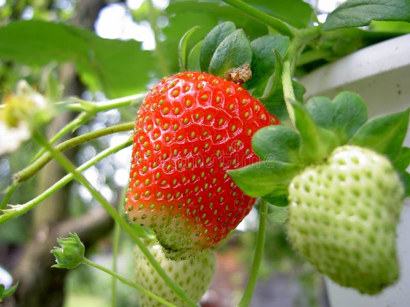 Ripe And Unripe Strawberries Stock Image - Image of food, future: 31128487