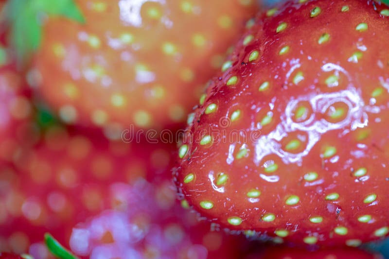 Strawberries, season stock photo. Image of fruit, sweet - 281877458