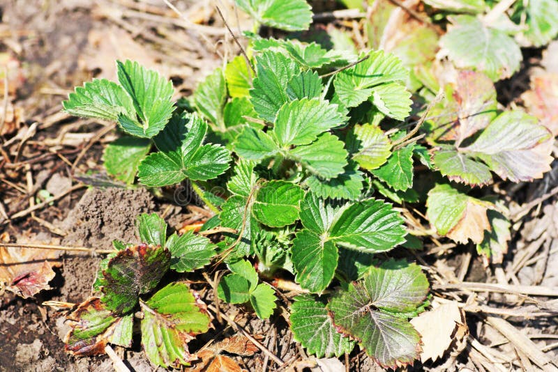 Strawberries in spring stock image. Image of texture - 146533455