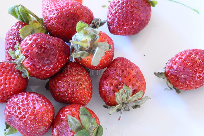 Strawberries Starting To Rot Stock Image - Image of fruit, rotten: 41769393