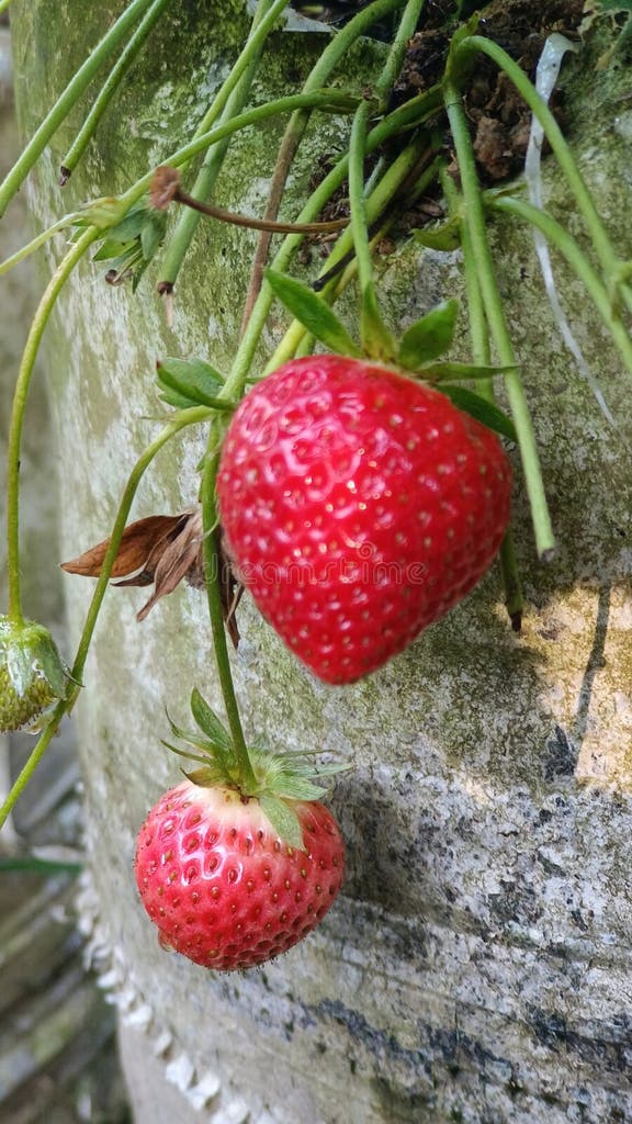 Strawberries Straight from the Tree Stock Image - Image of strawberries ...
