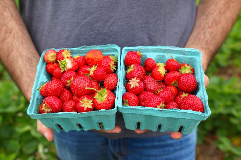 Strawberries, two pints stock photo. Image of berry - 104687198