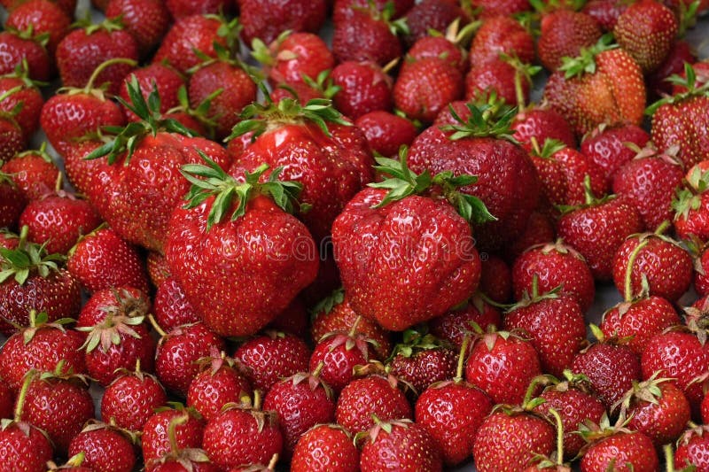 Fresh Garden Strawberries on a Bowl, Different Sizes Stock Image ...