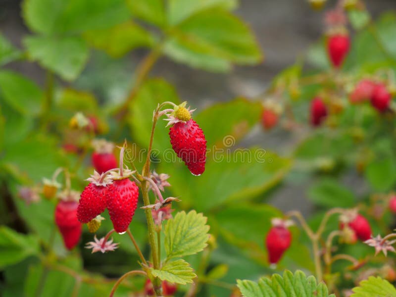 Raspberry, Strawberries, Tayberry, Berry Picture. Image: 134765644