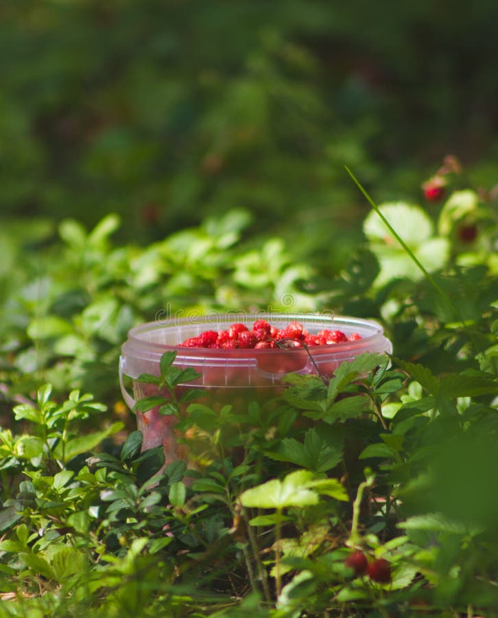 Strawberries in the Woods, Red Berries on Green Grass Stock Image ...