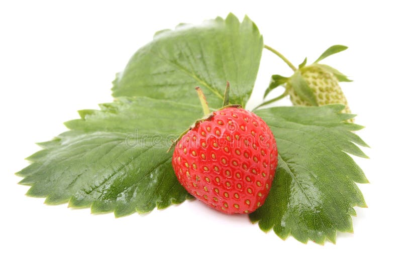 Strawberry stock photo. Image of grow, nature, leafs - 15251586