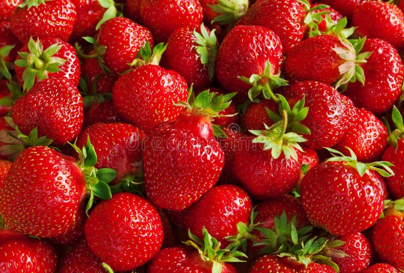 Strawberry stock photo. Image of eating, healthiness - 20545684