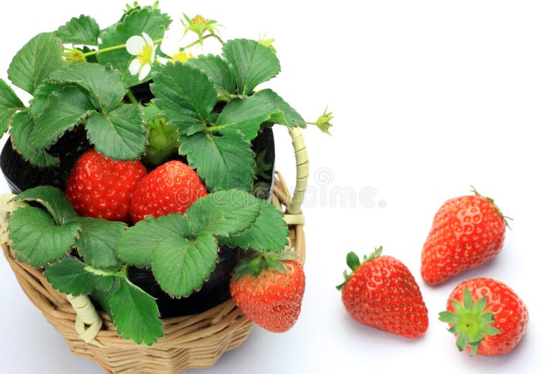 Ripe strawberry plant stock photo. Image of stem, nutrition - 9284614
