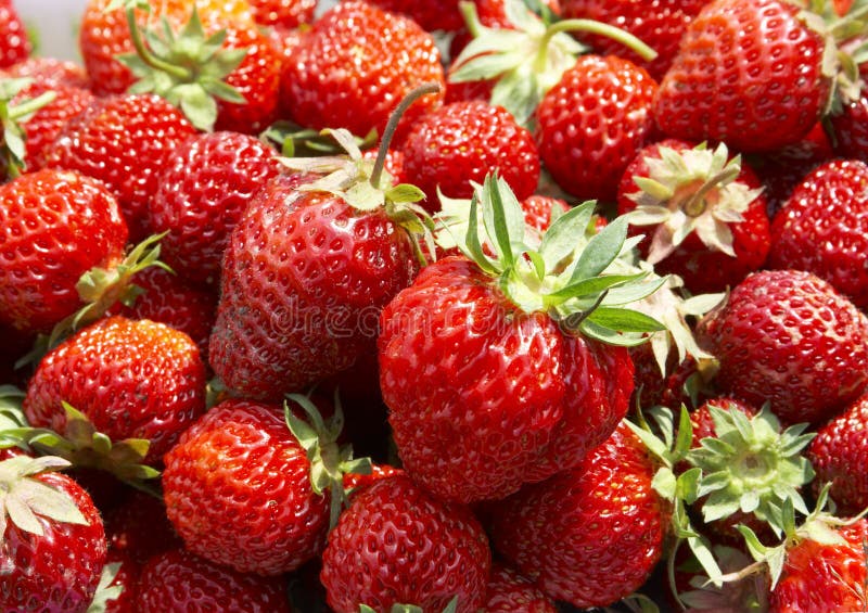 Strawberry stock photo. Image of savoury, bumper, crop - 2739656