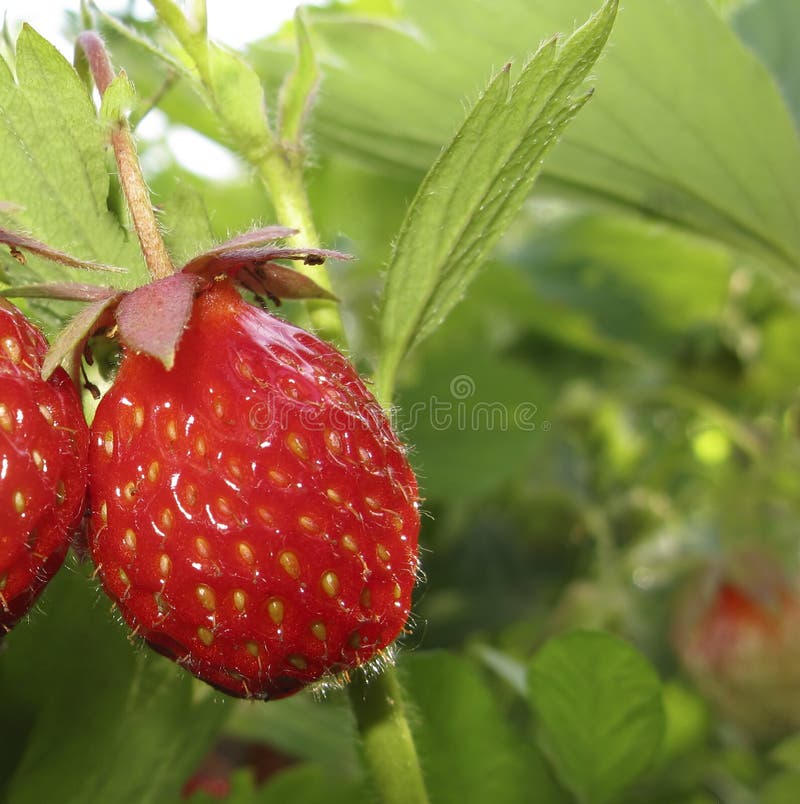 Strawberry stock image. Image of bush, foliage, crude - 6518337