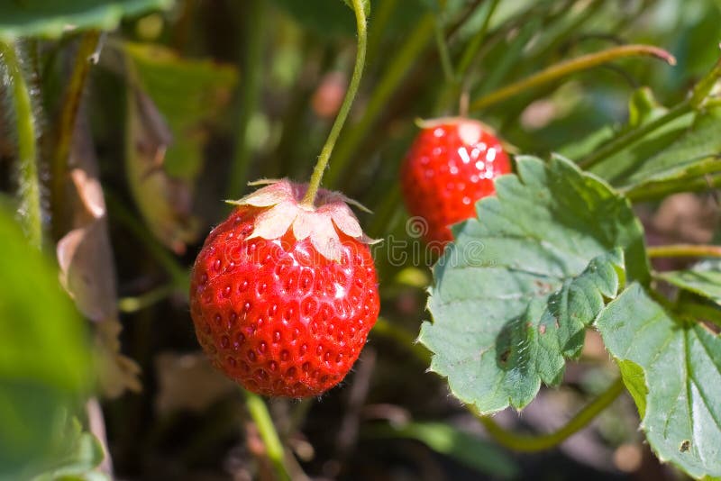 Young strawberry plant stock image. Image of fresh, food - 8116215