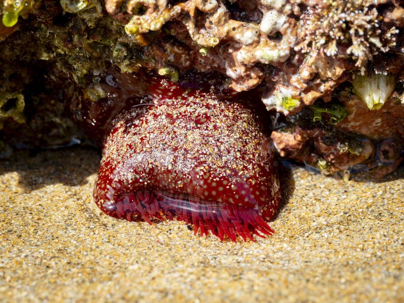 Strawberry Anemone (Actinia Fragacea) on a Rock Stock Image - Image of ...