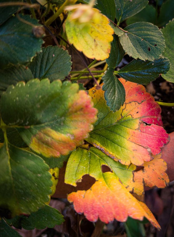 Strawberry Autumn Leaves Colours Stock Image - Image of shrub, seasonal ...
