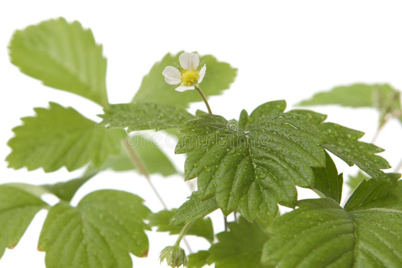Strawberry baby plant stock image. Image of spring, seedling - 24237915