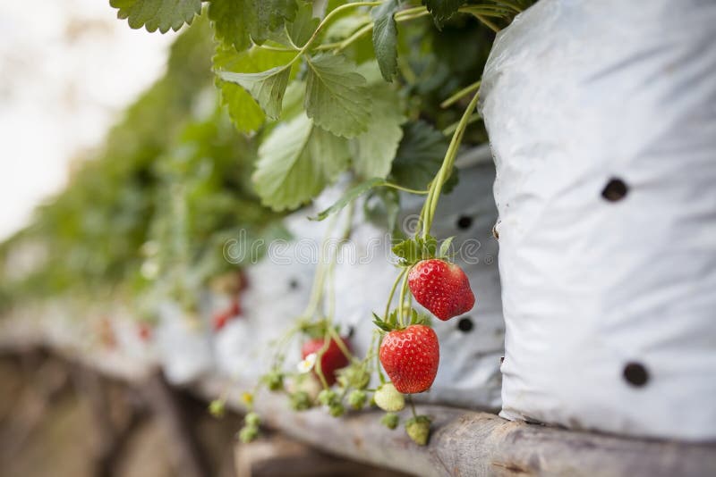 Strawberry stock image. Image of plant, organic, growth - 65554729