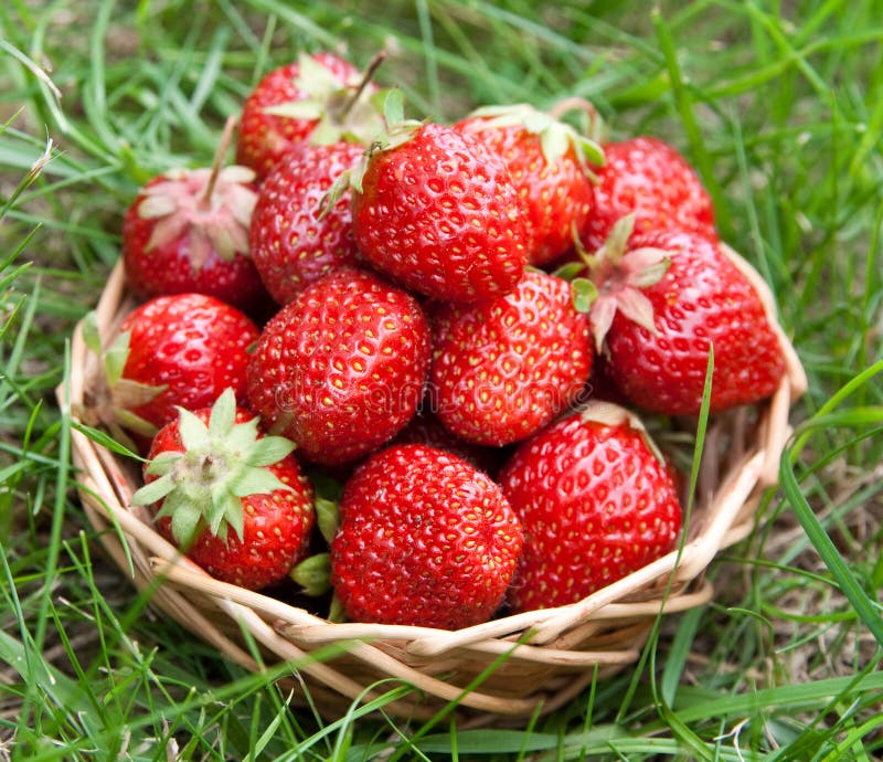 Strawberry in a basket stock photo. Image of food, hamper - 10099570