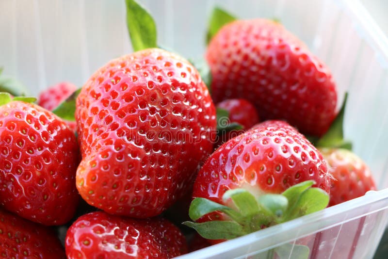 Strawberry basket stock image. Image of ester, nice, beautiful - 91381101