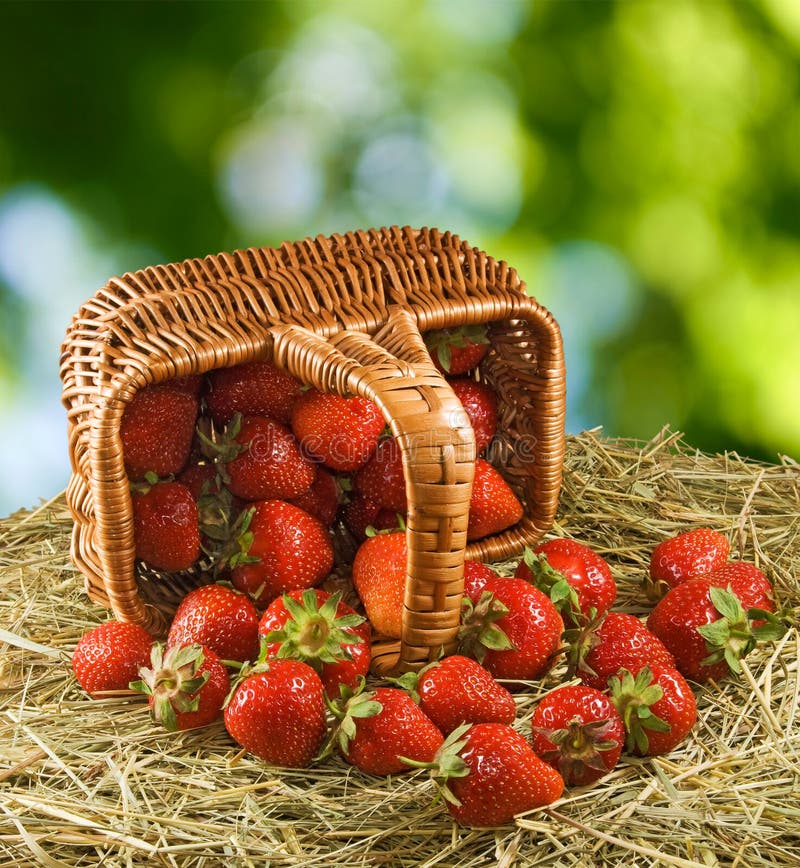 Strawberry in the Basket Close-up Stock Photo - Image of juice ...