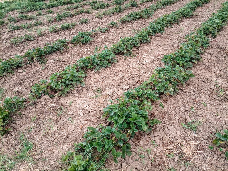 Strawberry Beds, Slender Rows Stock Photo - Image of green, berry ...