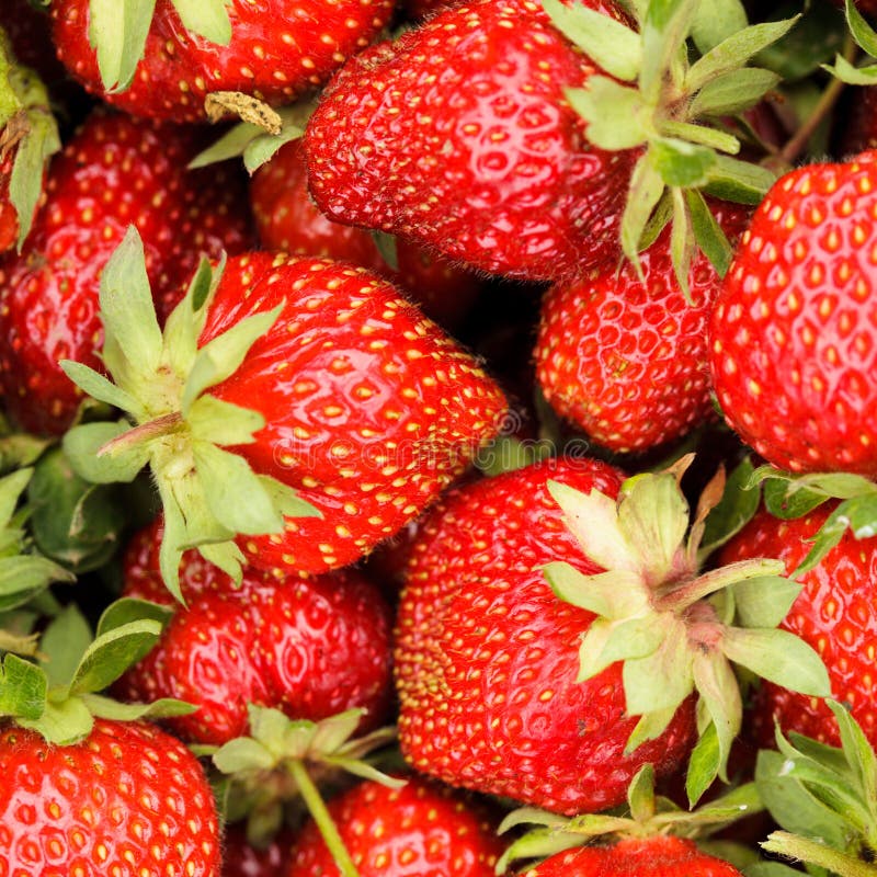 Strawberry berries stock image. Image of vegetarian, group - 27692669