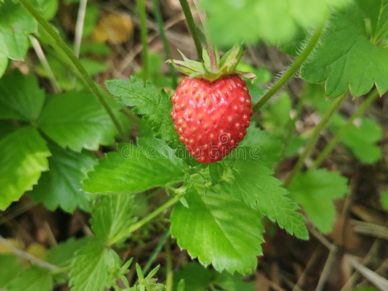 Strawberry Berry on a Bush Close-up Stock Image - Image of petal ...