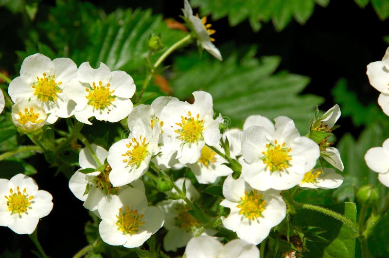Strawberry bloom stock photo. Image of bloom, petals, white - 5734116