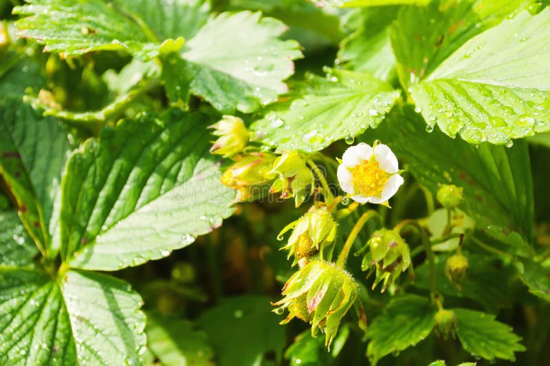Strawberry Blossom. stock image. Image of flowering, leaves - 32380861