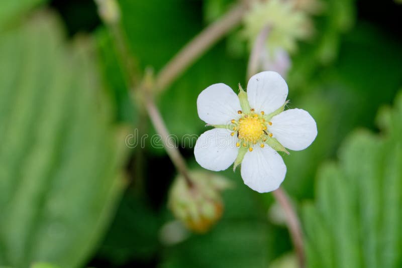 Strawberry blossom stock photo. Image of leaf, plant - 48999850