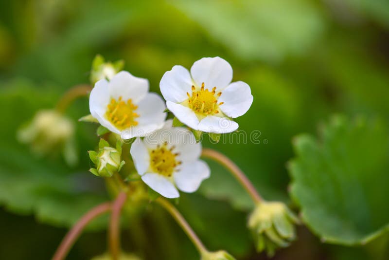 Strawberry Blossom. White Strawberry Flowers in Spring Season Stock ...