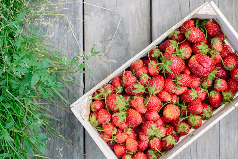Strawberry in a box stock image. Image of healthy, berry - 97324329