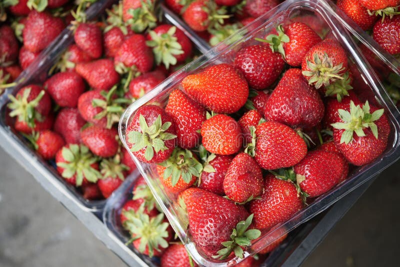 Strawberry Boxes of Freshly Picked Strawberries Stock Image - Image of ...