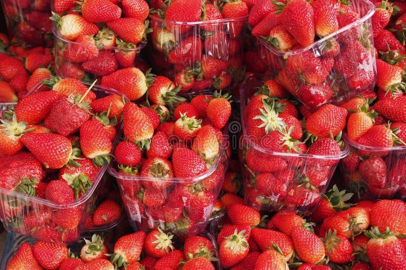 Strawberry Boxes of Freshly Picked Strawberries Stock Image - Image of ...