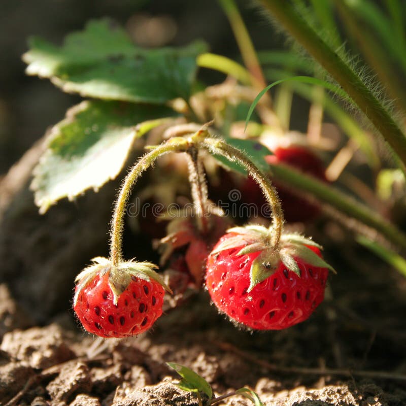 Strawberry on branch stock photo. Image of leaves, fruitage - 1036408
