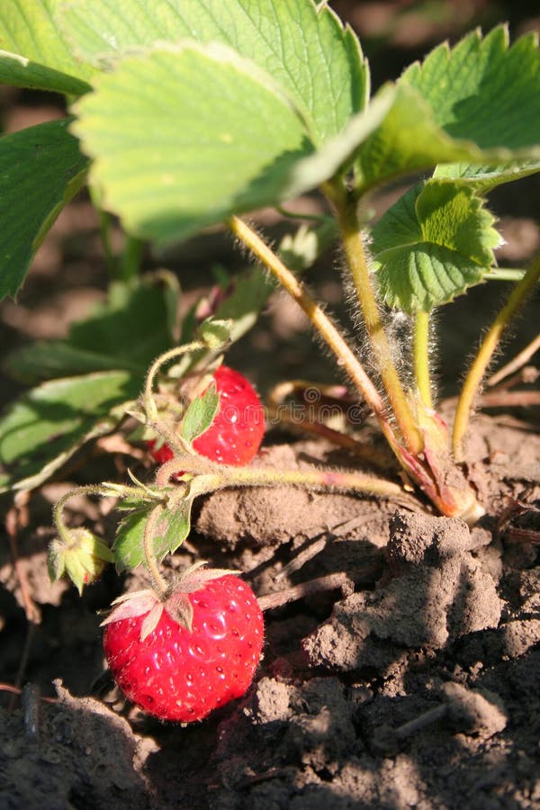Strawberry on branch stock photo. Image of fruitage, nutrition - 1036726