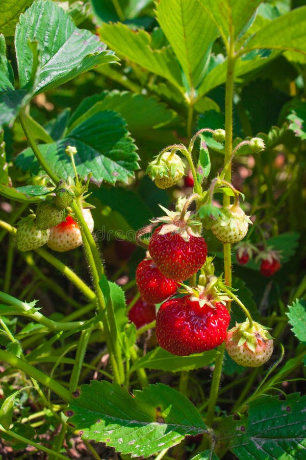 Strawberry on a Branch in a Garden, Nature Background Stock Photo ...
