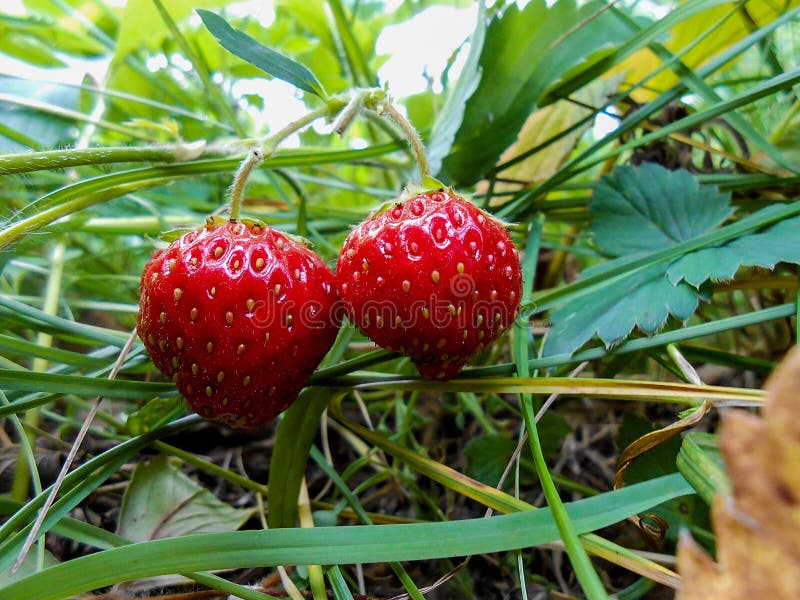 Strawberry on a Branch in the Grass Stock Image - Image of garden ...