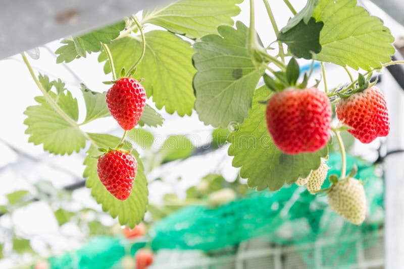 Strawberry on the Branch in Strawberry Planting Stock Image - Image of ...