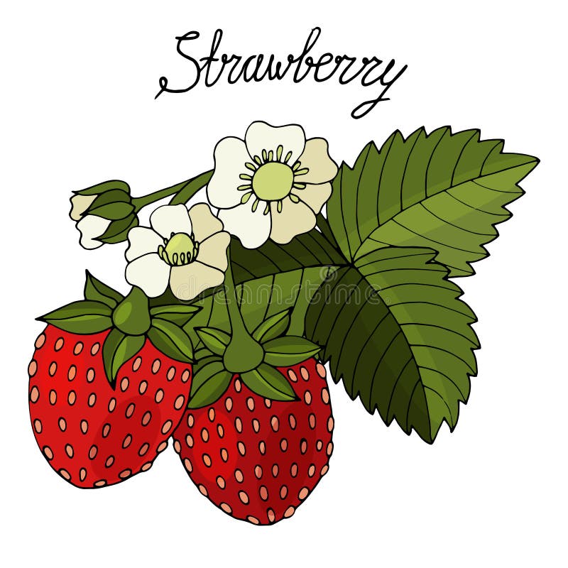 Strawberry Branch Vector Realistic Illustration Stock Vector ...