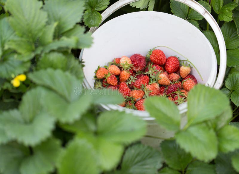 Strawberry in a Bucket in the Garden in Nature Stock Image - Image of ...