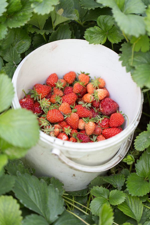 Strawberry in a Bucket in the Garden in Nature Stock Photo - Image of ...