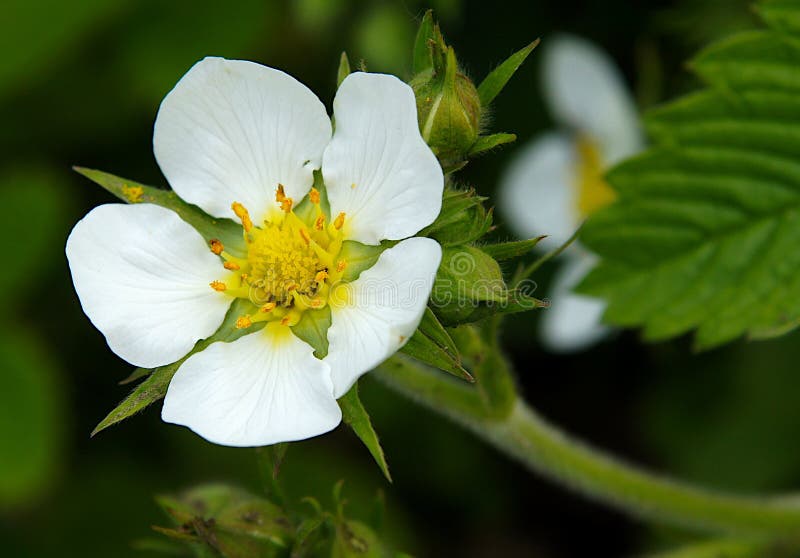 Strawberry Buds and Flowers Stock Photo - Image of beauty, flora: 220375364