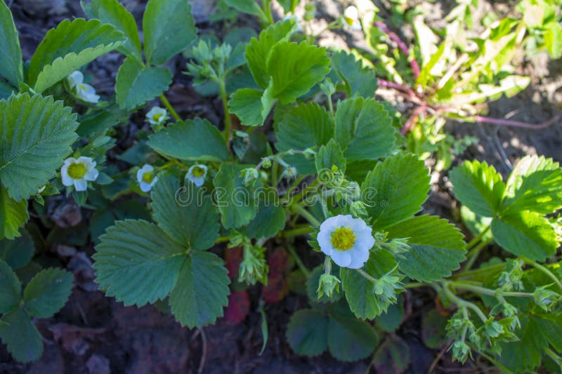 Strawberry Bush Blooms in Spring Stock Photo - Image of healthy, petals ...