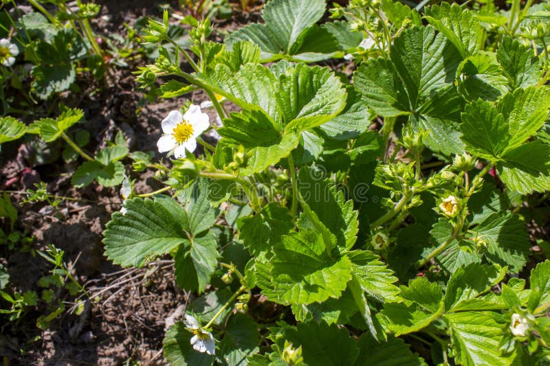 Strawberry Bush Blooms in Spring Stock Photo - Image of flower ...