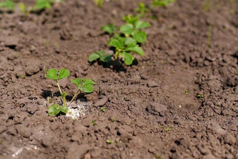 Strawberry Bushes in the Garden in the Ground Stock Image - Image of ...