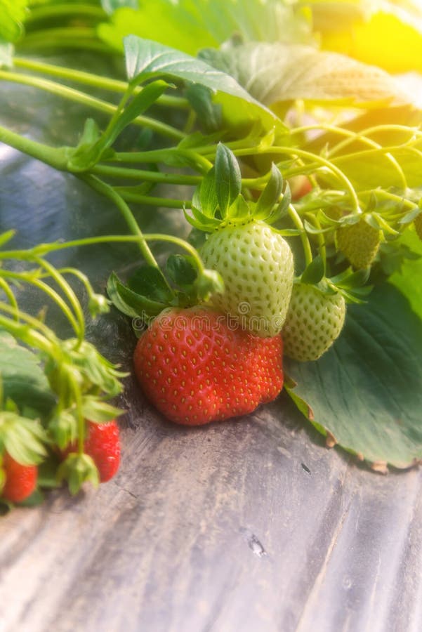 Strawberry Bush Growing in Agriculture Farm Stock Image - Image of ...