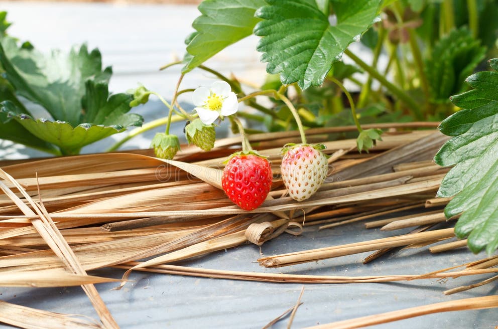 Strawberry bush. stock photo. Image of fram, berry, fresh - 53642620