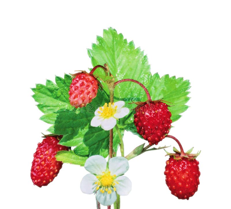 Wild strawberries stock photo. Image of bush, blooming - 3106760