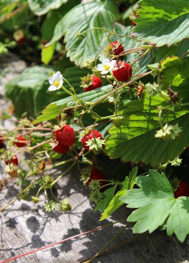 Strawberry Bush with Red Berries and Leaves Stock Image - Image of ...