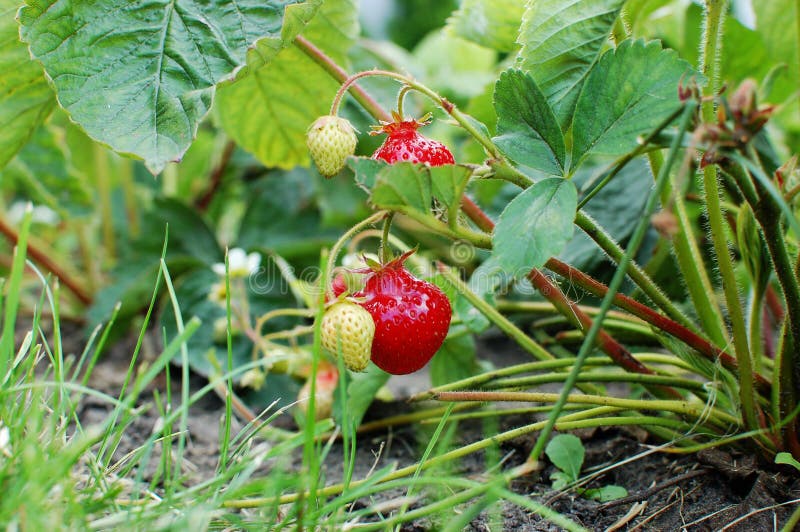 Strawberry on the bush stock photo. Image of macro, agriculture - 34758658