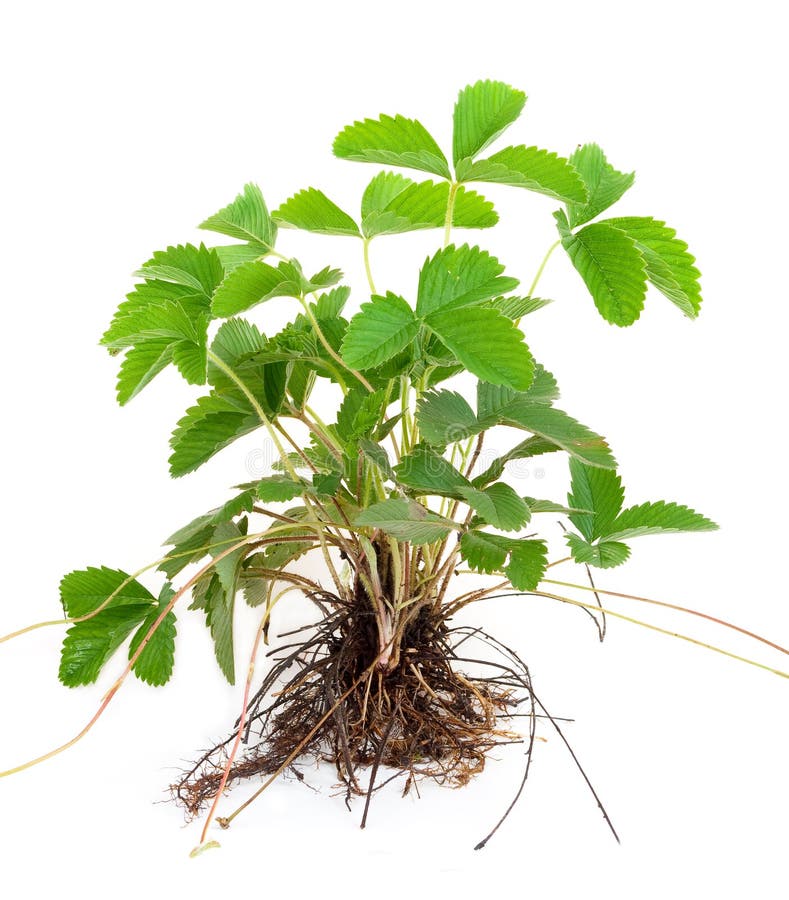 Small Plants With Strawberry Roots